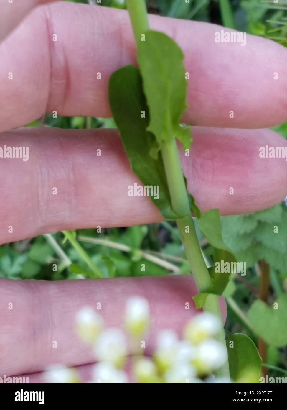 garlic penny-cress (Mummenhoffia alliacea) Plantae Stock Photo - Alamy