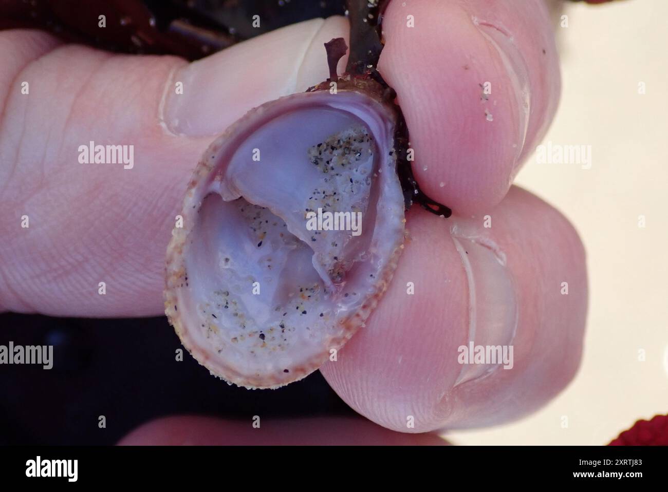 Common Atlantic Slippersnail (Crepidula fornicata) Mollusca Stock Photo ...
