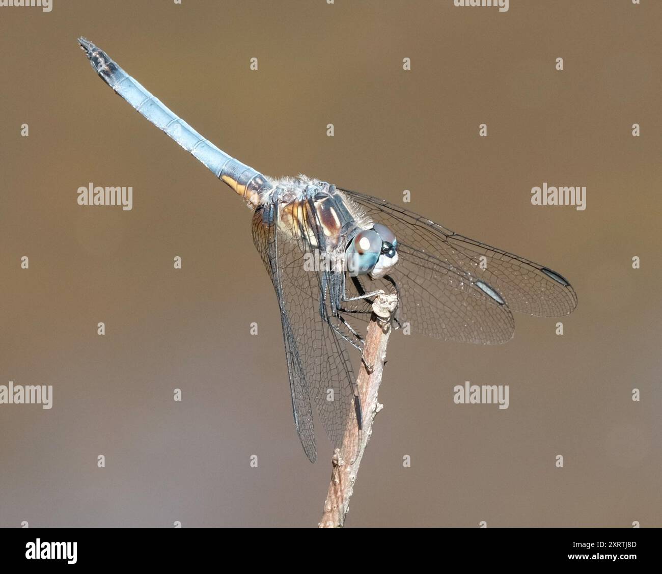 Blue Dasher (Pachydiplax longipennis) Insecta Stock Photo - Alamy