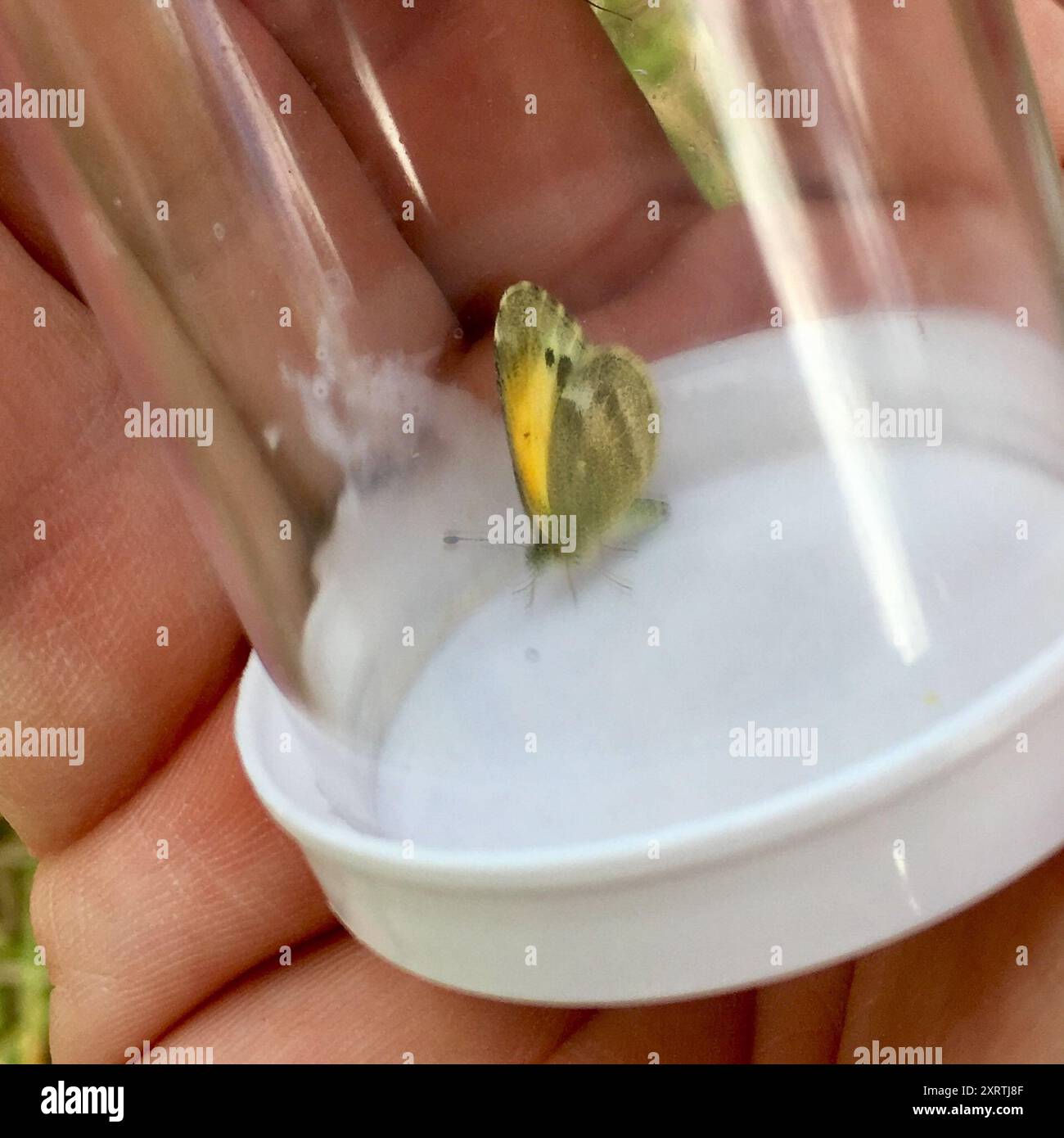 Dainty Sulphur (Nathalis iole) Insecta Stock Photo - Alamy