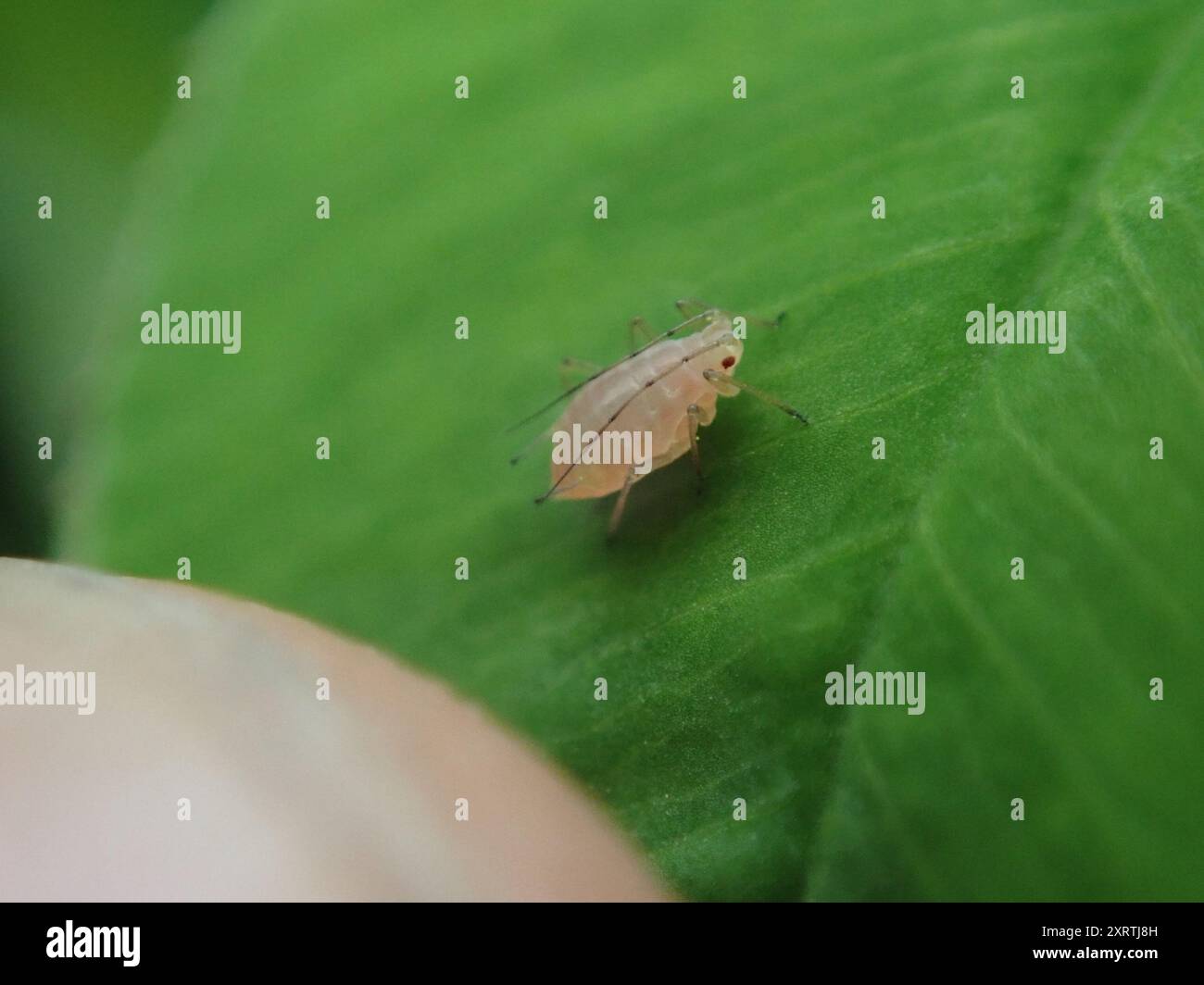 Aphids (Aphididae) Insecta Stock Photo - Alamy