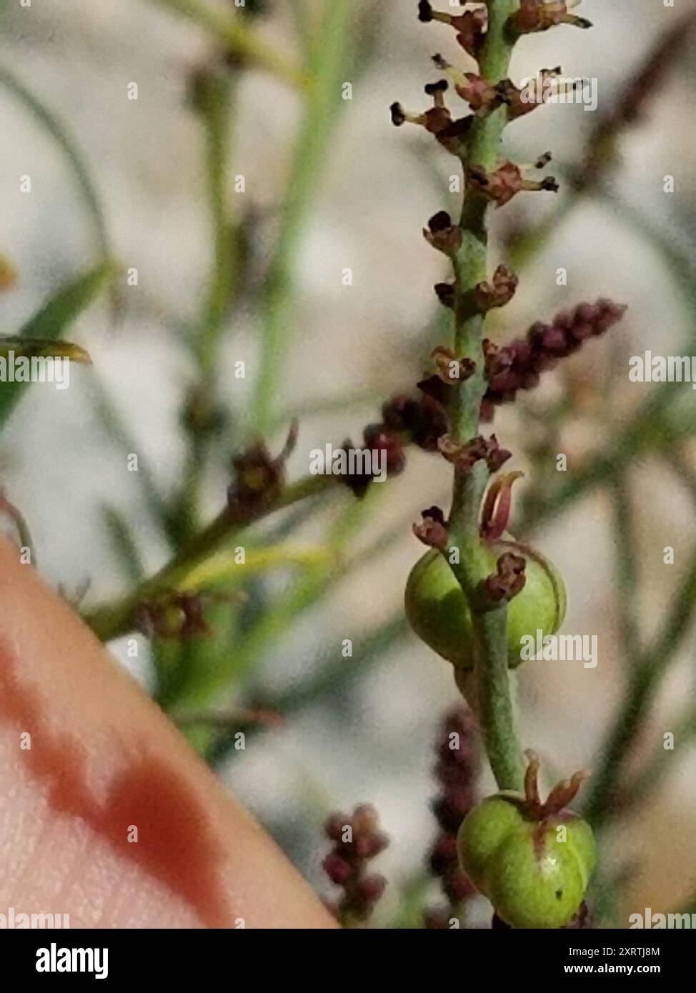 Narrow-leaved Stillingia (Stillingia linearifolia) Plantae Stock Photo ...