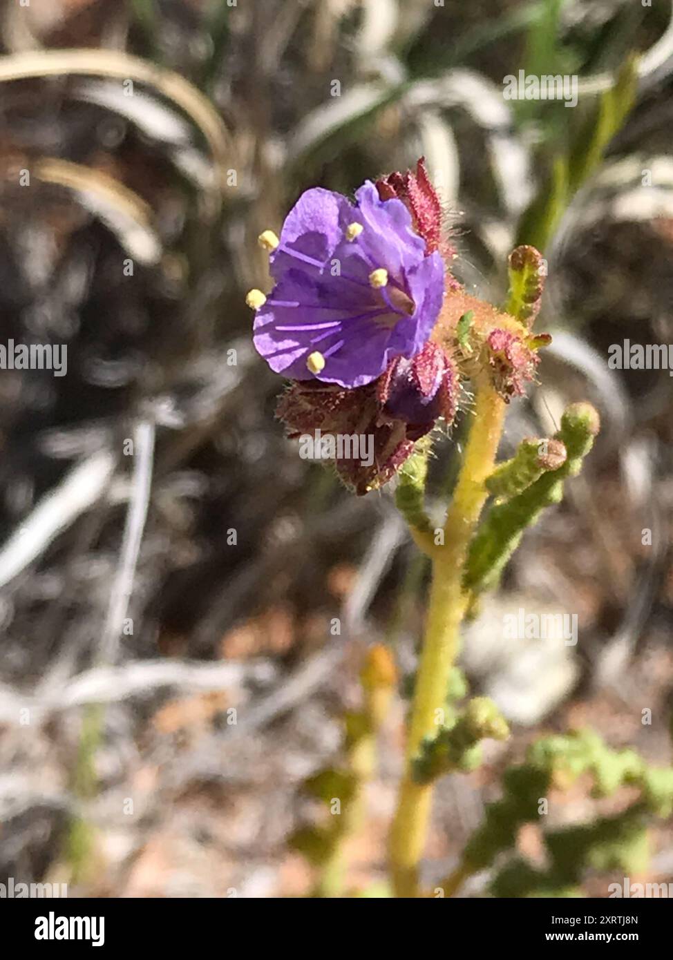 Notch-leaf Scorpionweed (Phacelia crenulata) Plantae Stock Photo - Alamy