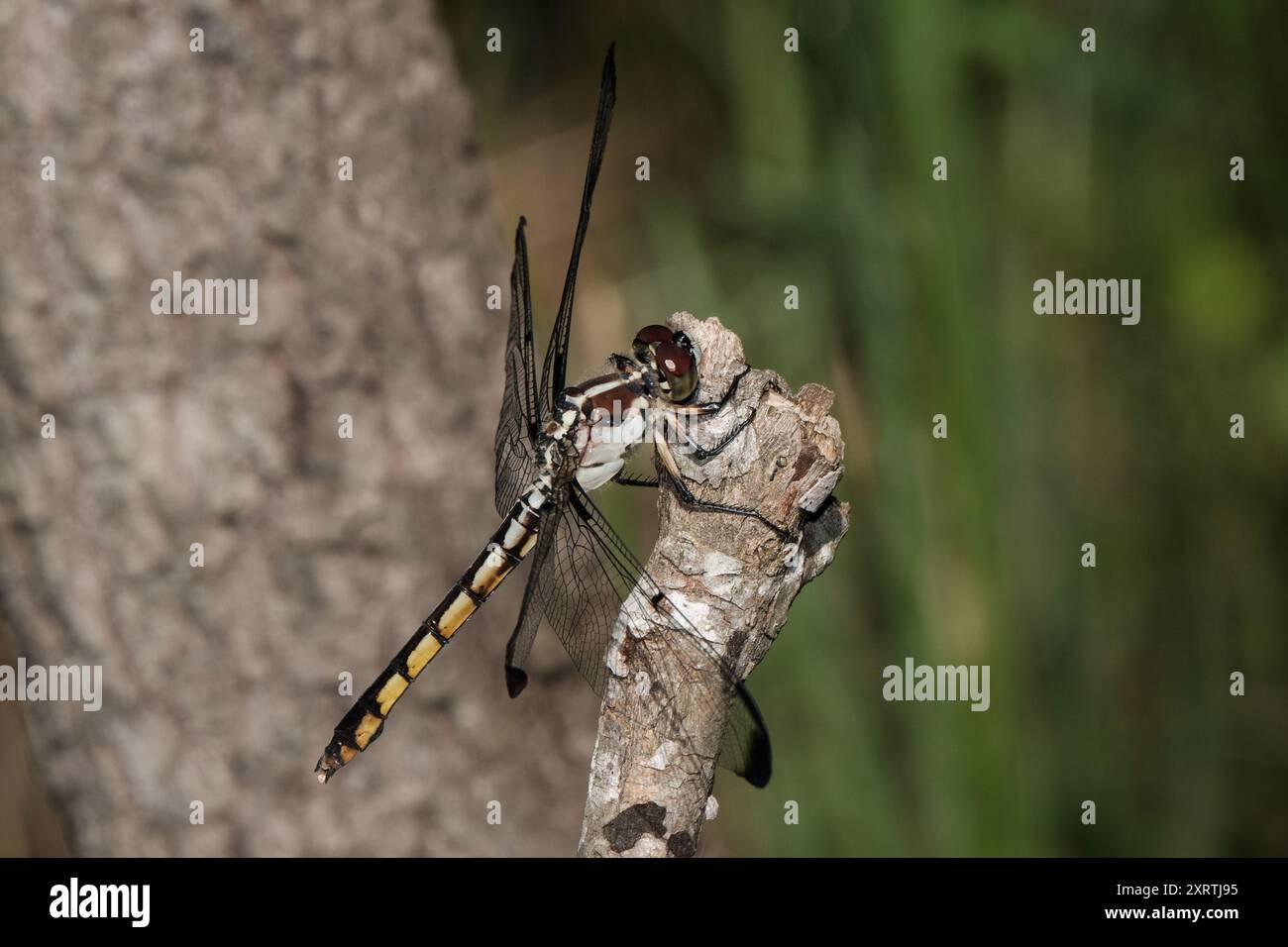Great Blue Skimmer (Libellula vibrans) Insecta Stock Photo - Alamy