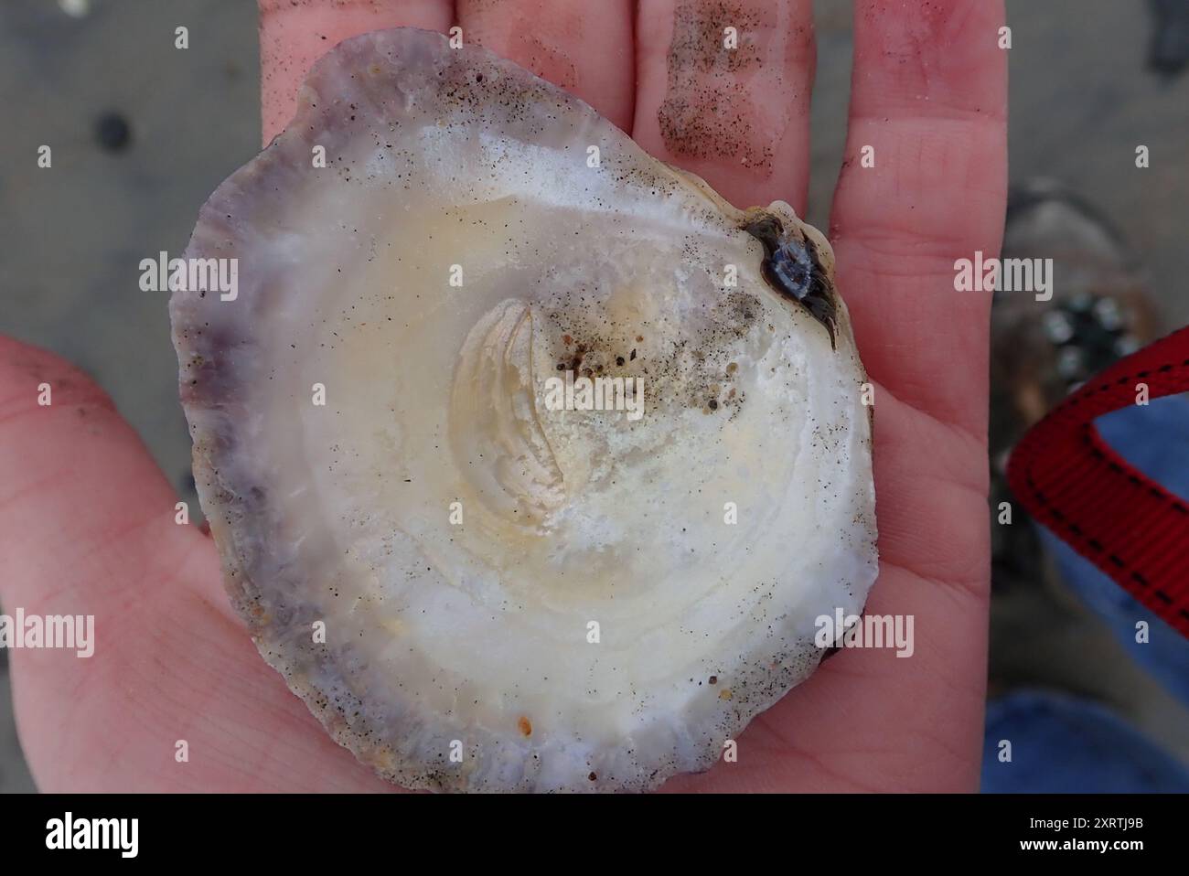 European Flat Oyster (Ostrea edulis) Mollusca Stock Photo - Alamy
