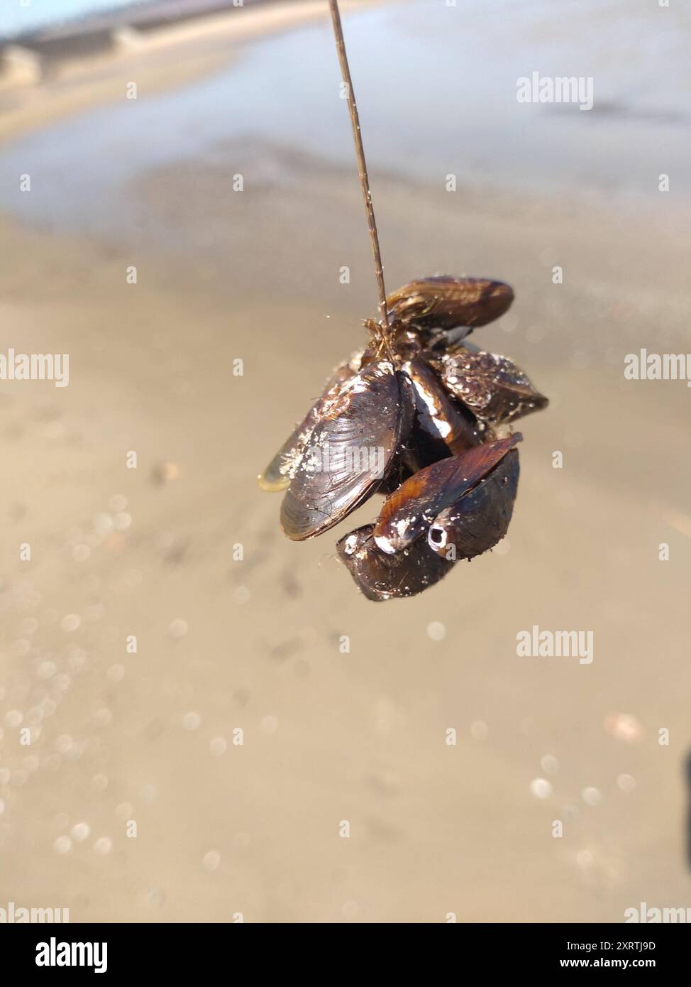 Golden Mussel (Limnoperna fortunei) Mollusca Stock Photo - Alamy