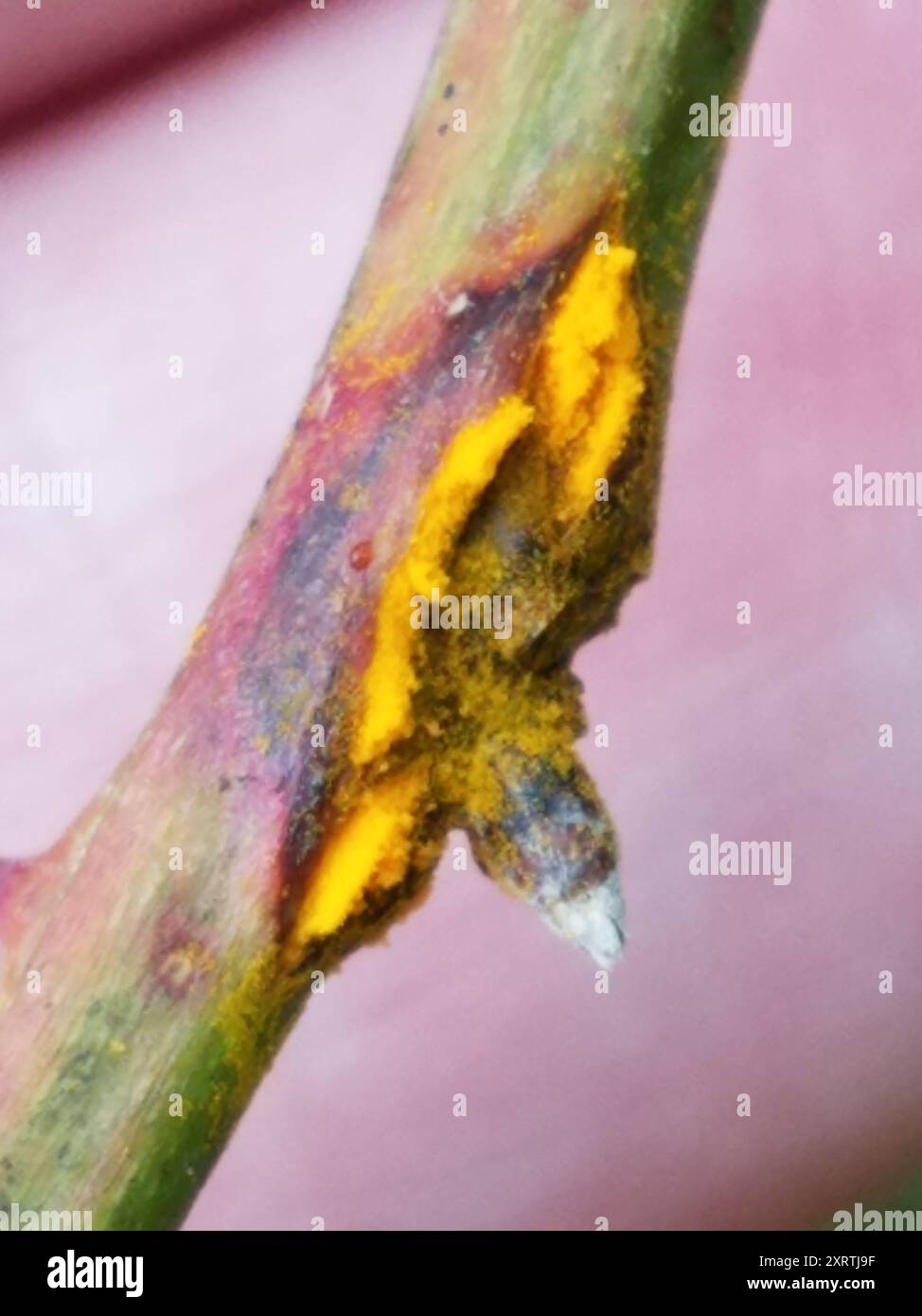 pale bramble rust (Kuehneola uredinis) Fungi Stock Photo - Alamy