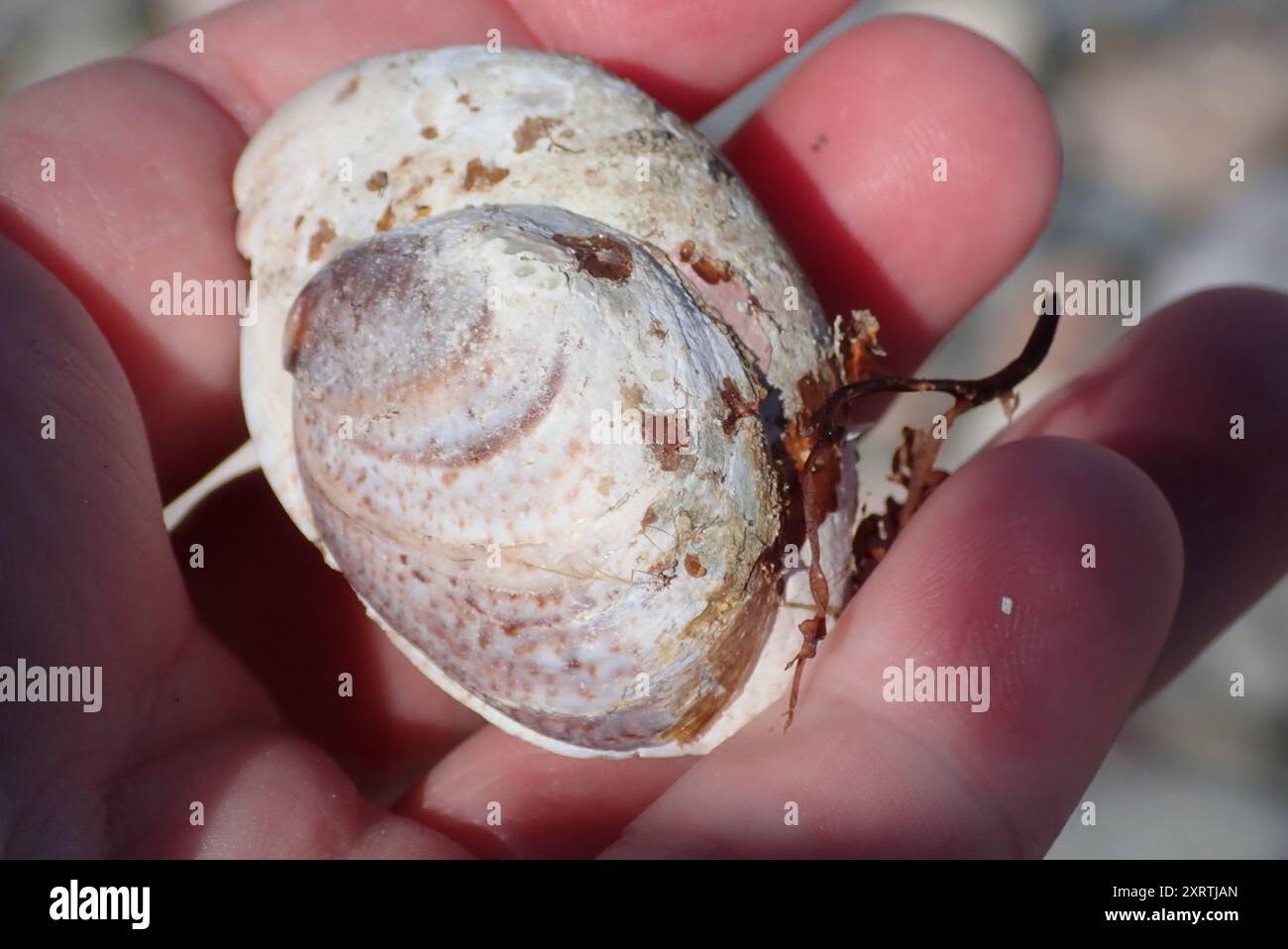 Common Atlantic Slippersnail (Crepidula fornicata) Mollusca Stock Photo ...