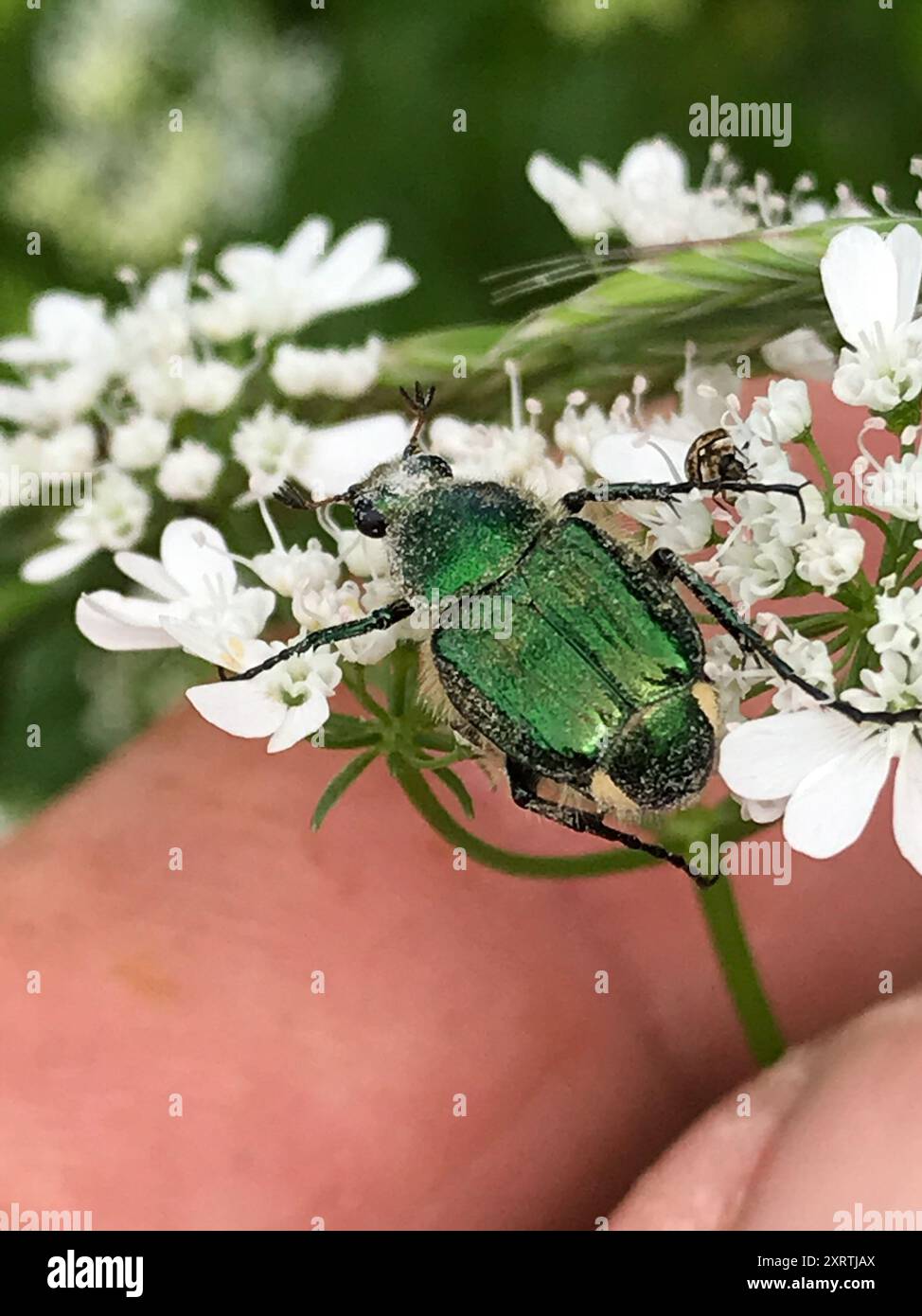 Emerald Flower Scarab (Trichiotinus lunulatus) Insecta Stock Photo - Alamy