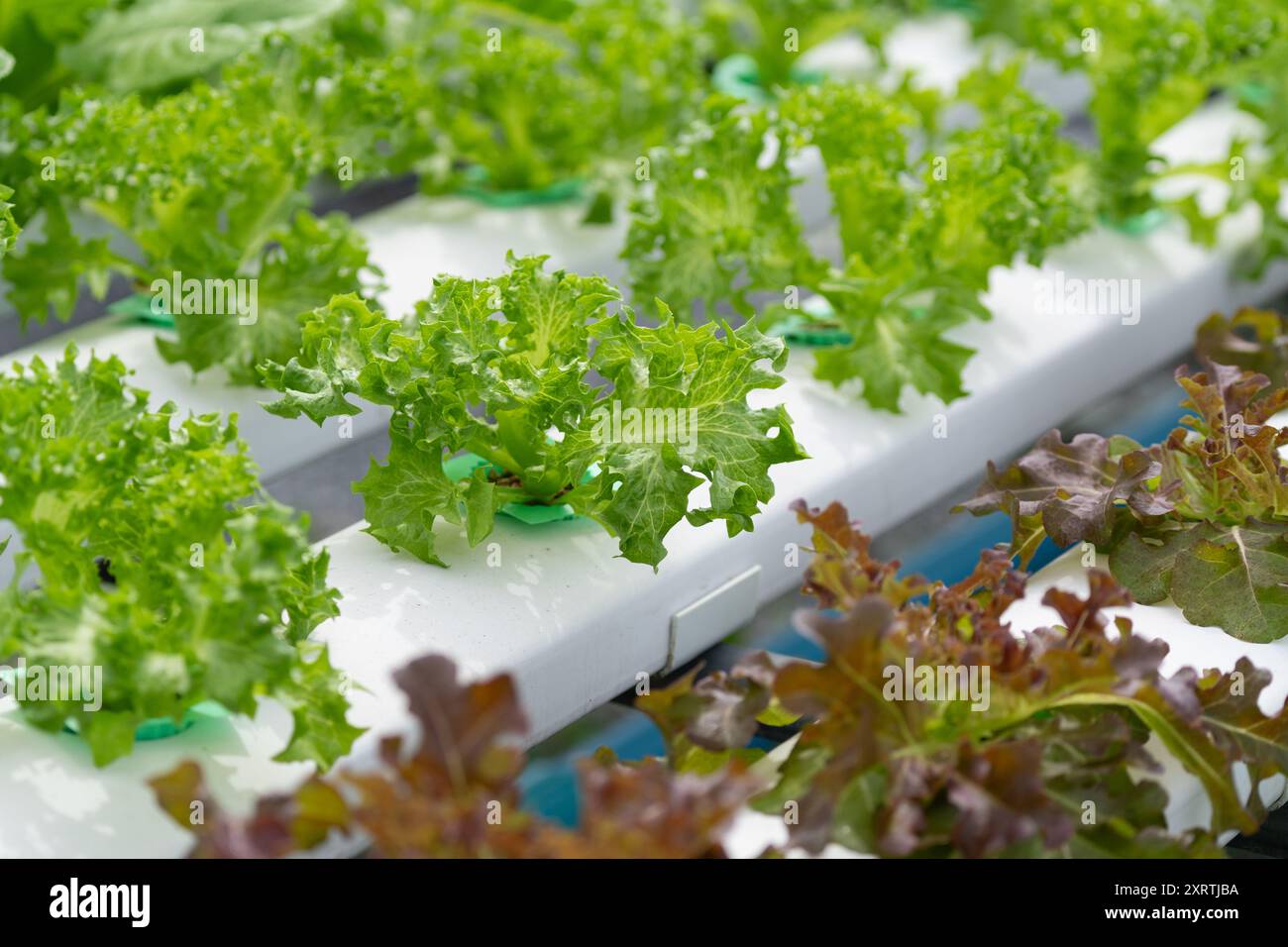 hydroponic salad farm grows leafy greens using a soilless system ...