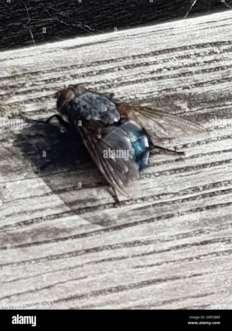 Flies (Diptera) Insecta Stock Photo - Alamy