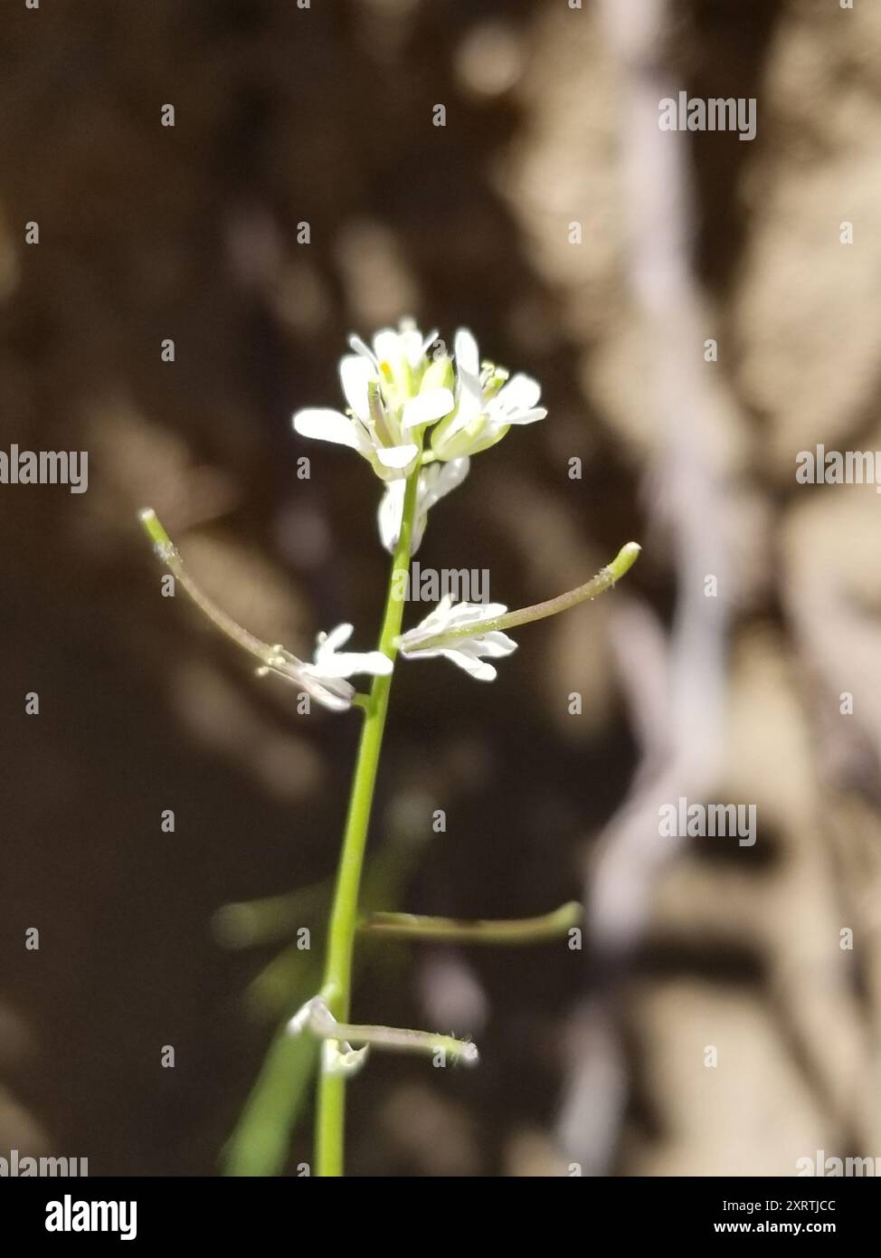 California mustard (Caulanthus lasiophyllus) Plantae Stock Photo - Alamy