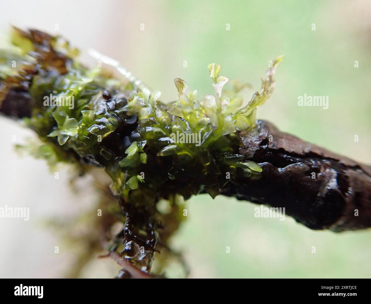 Square-leaved Crestwort (Chiloscyphus polyanthos) Plantae Stock Photo ...