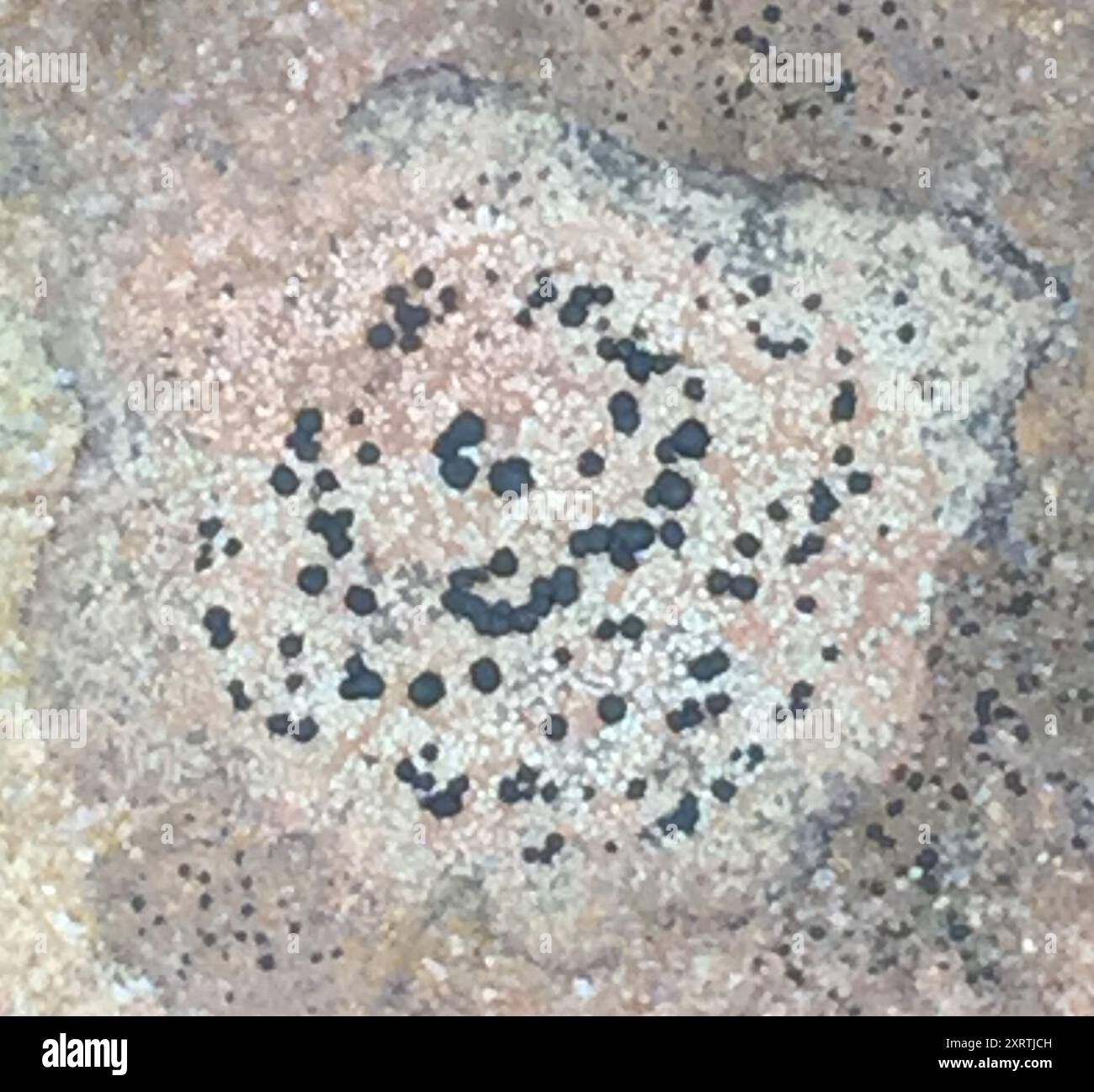 concentric boulder lichen (Porpidia crustulata) Fungi Stock Photo - Alamy