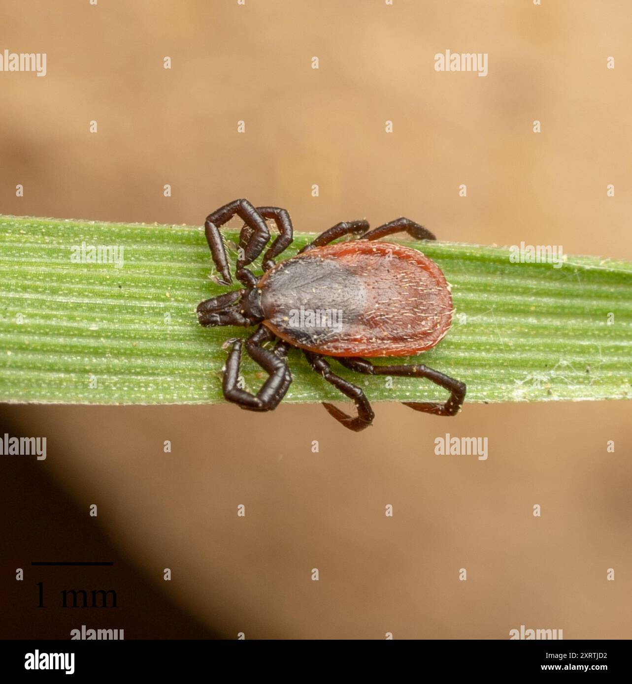 Western Black-legged Tick (Ixodes pacificus) Arachnida Stock Photo - Alamy