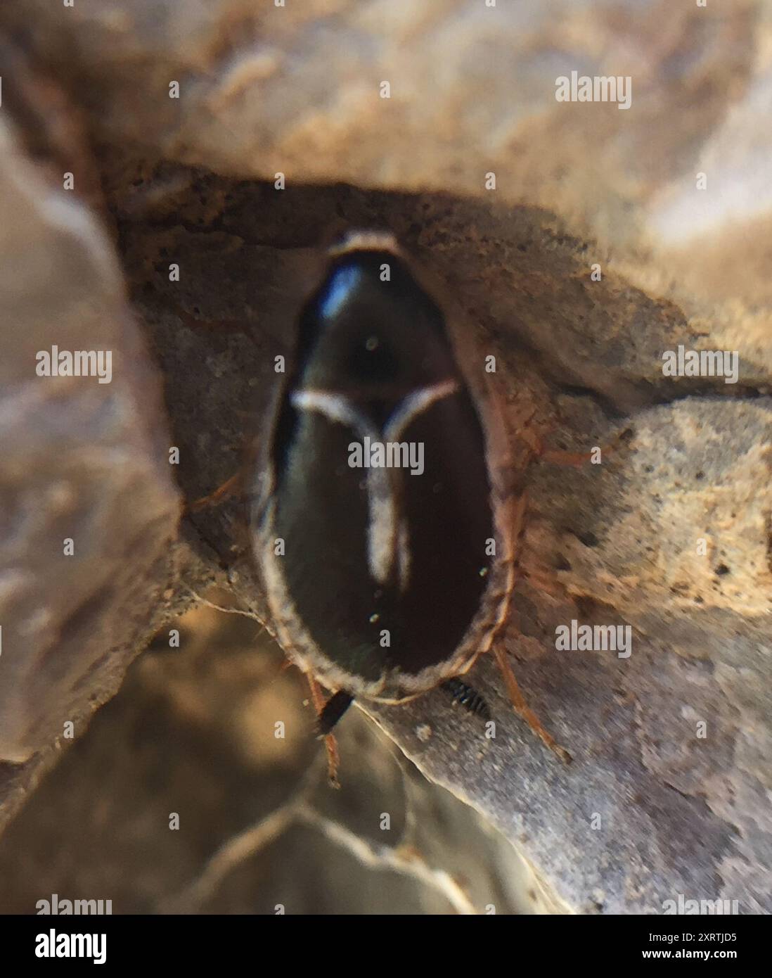 Phyllodromica cockroach hi-res stock photography and images - Alamy