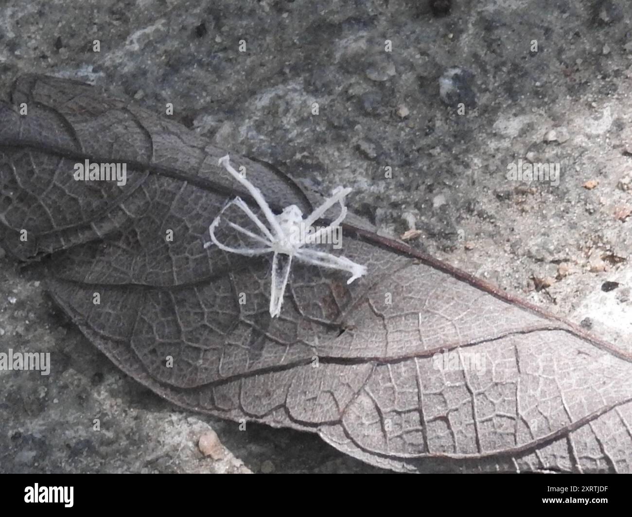 (Ricania guttata) Insecta Stock Photo - Alamy