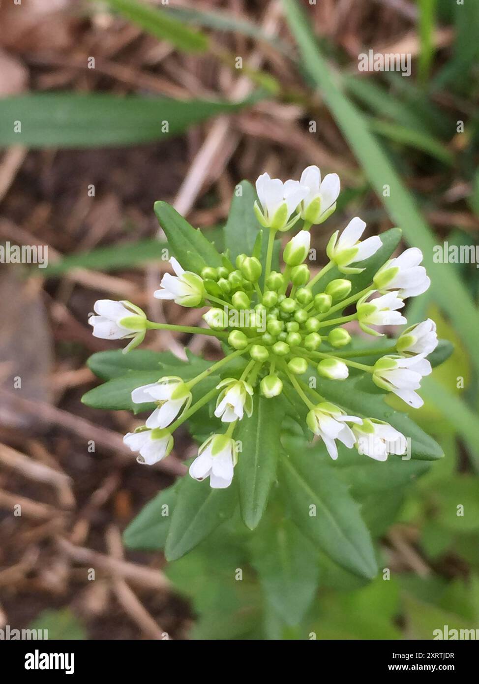 field penny-cress (Thlaspi arvense) Plantae Stock Photo - Alamy