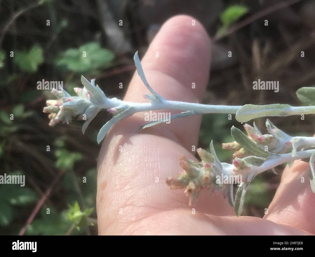 Everlastings and Cudweeds (Gamochaeta) Plantae Stock Photo - Alamy