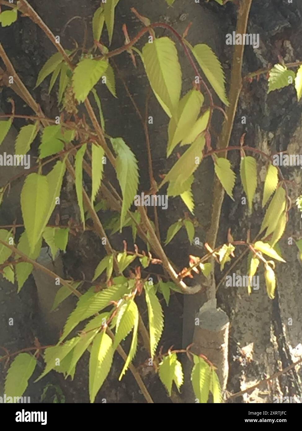 elm family (Ulmaceae) Plantae Stock Photo - Alamy