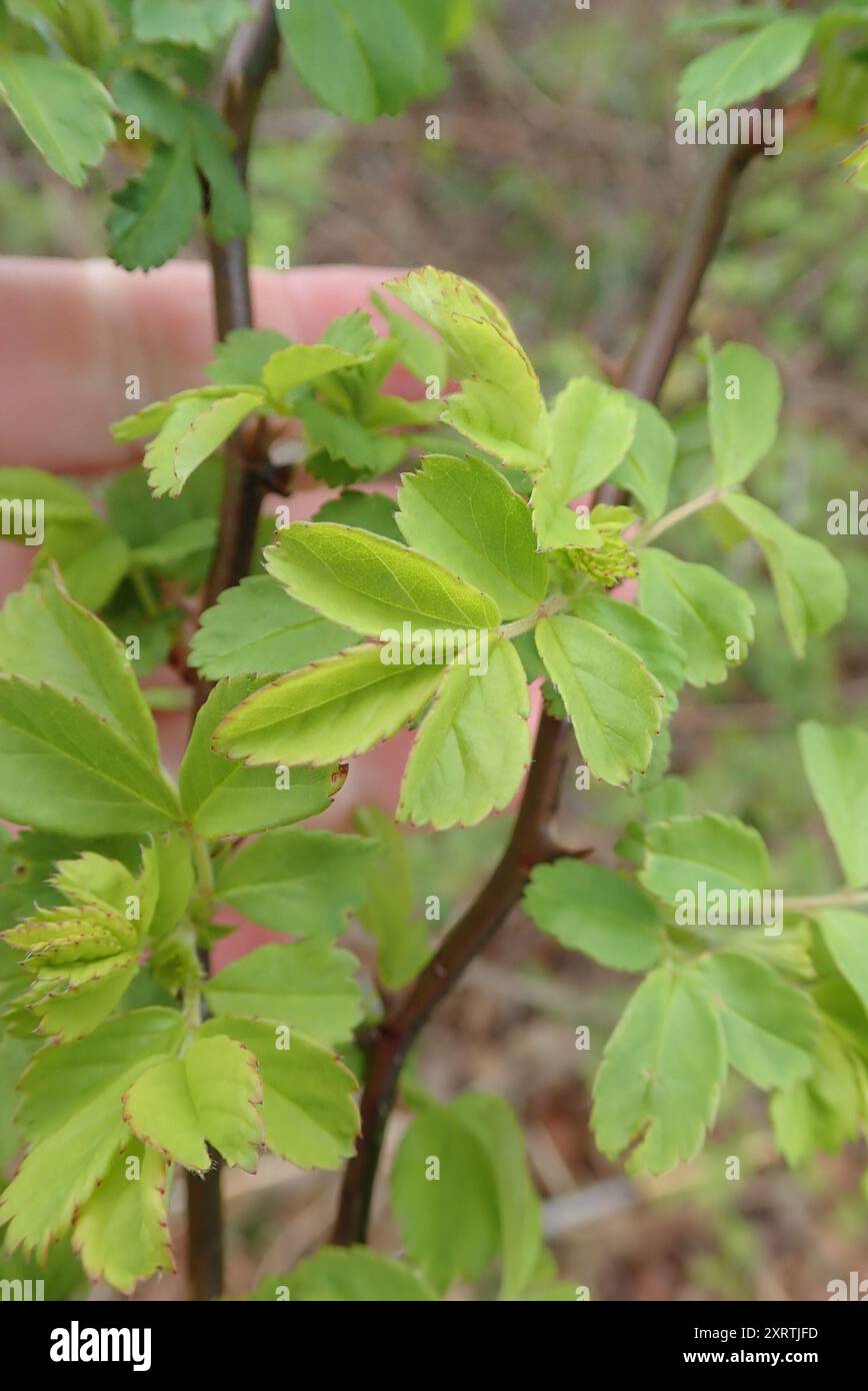 multiflora rose (Rosa multiflora) Plantae Stock Photo - Alamy
