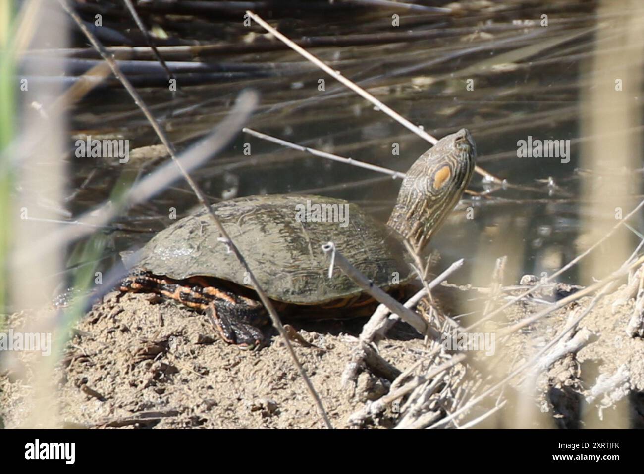 Big Bend Slider (Trachemys gaigeae) Reptilia Stock Photo - Alamy