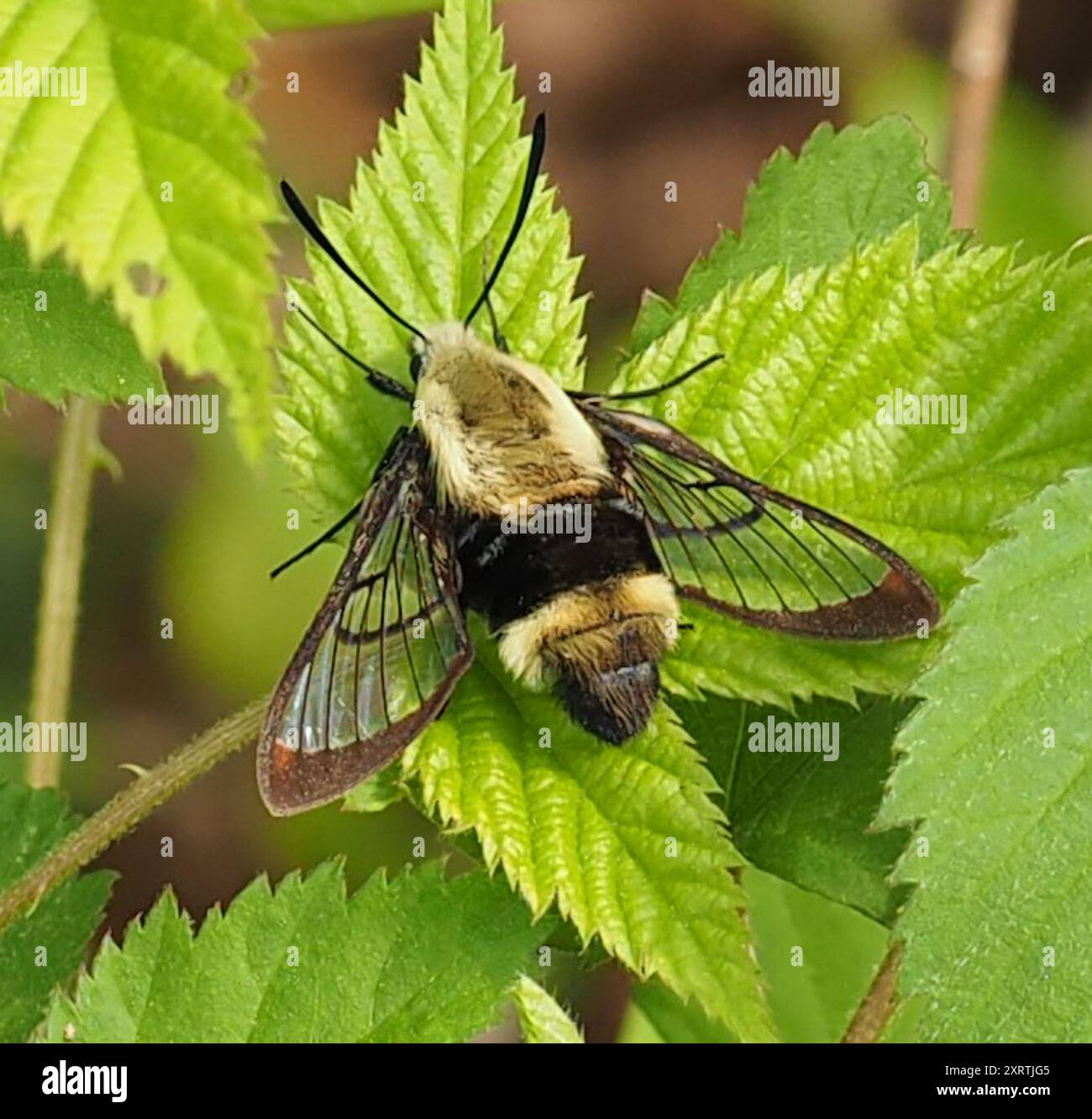 Snowberry Clearwing (Hemaris diffinis) Insecta Stock Photo - Alamy