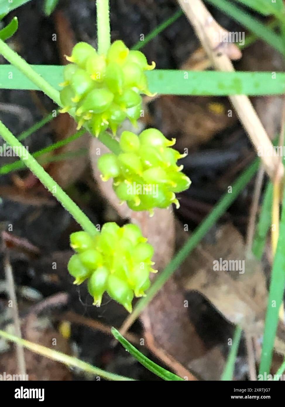 Goldilocks Buttercup (Ranunculus auricomus) Plantae Stock Photo - Alamy