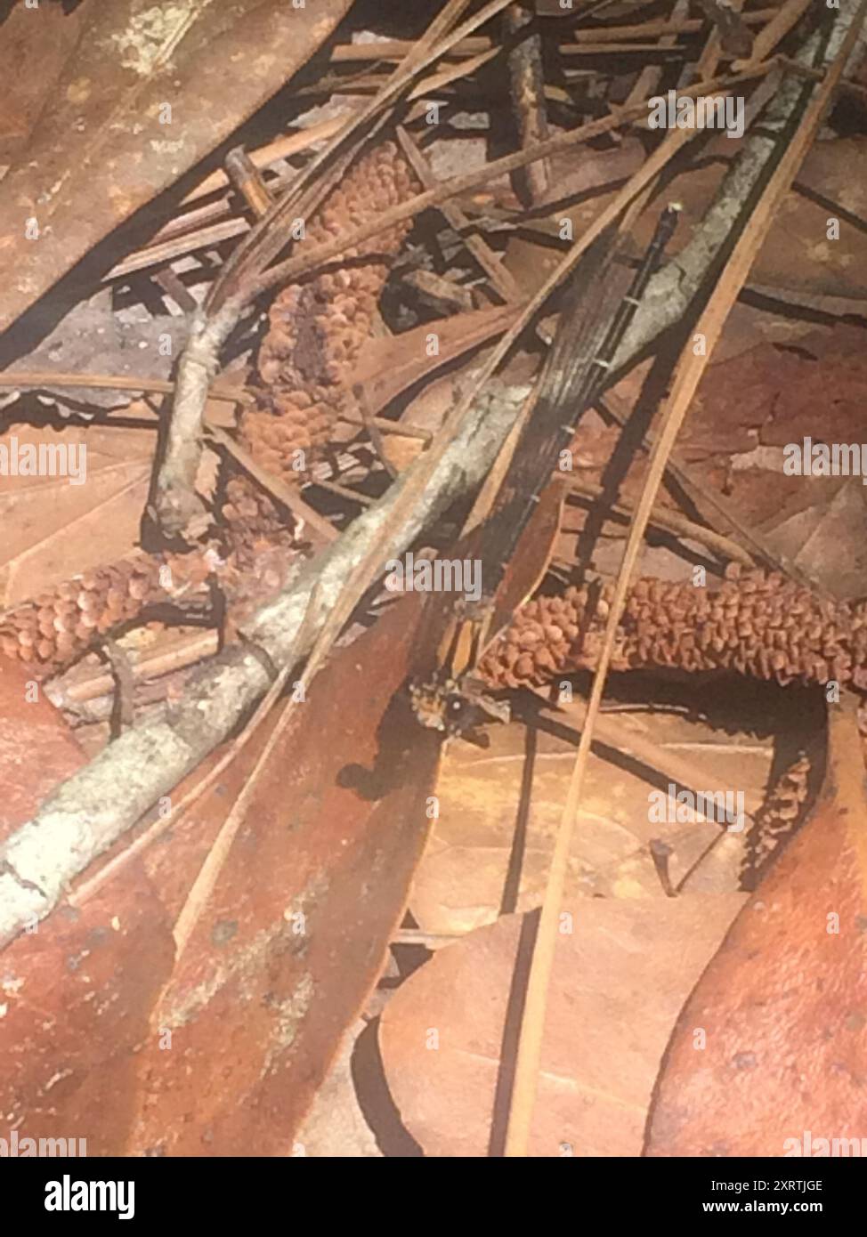 Dragonflies and Damselflies (Odonata) Insecta Stock Photo - Alamy