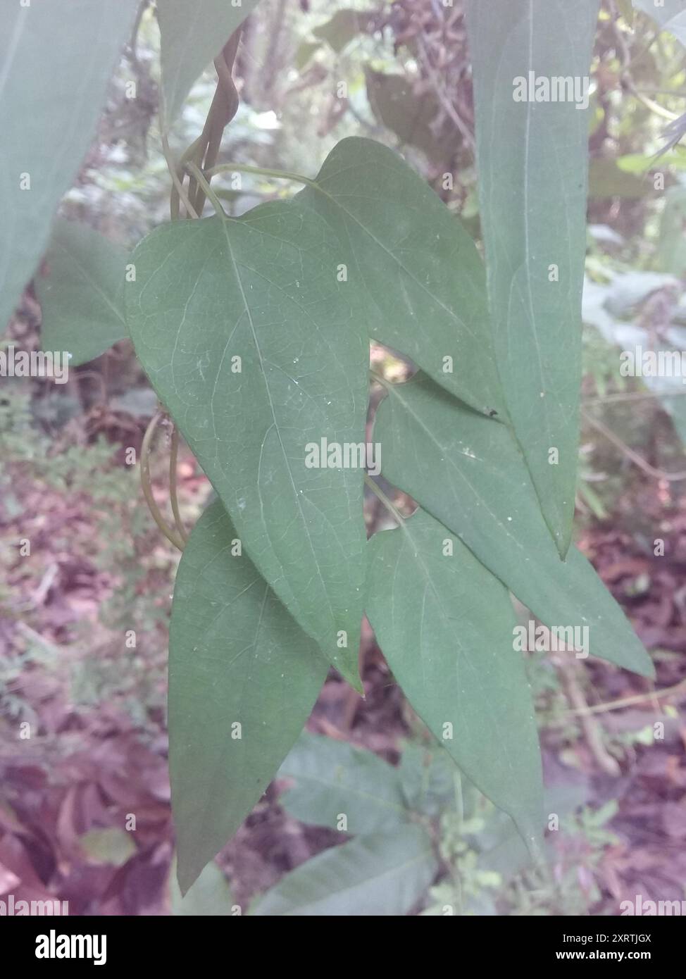 skunk vine (Paederia foetida) Plantae Stock Photo - Alamy