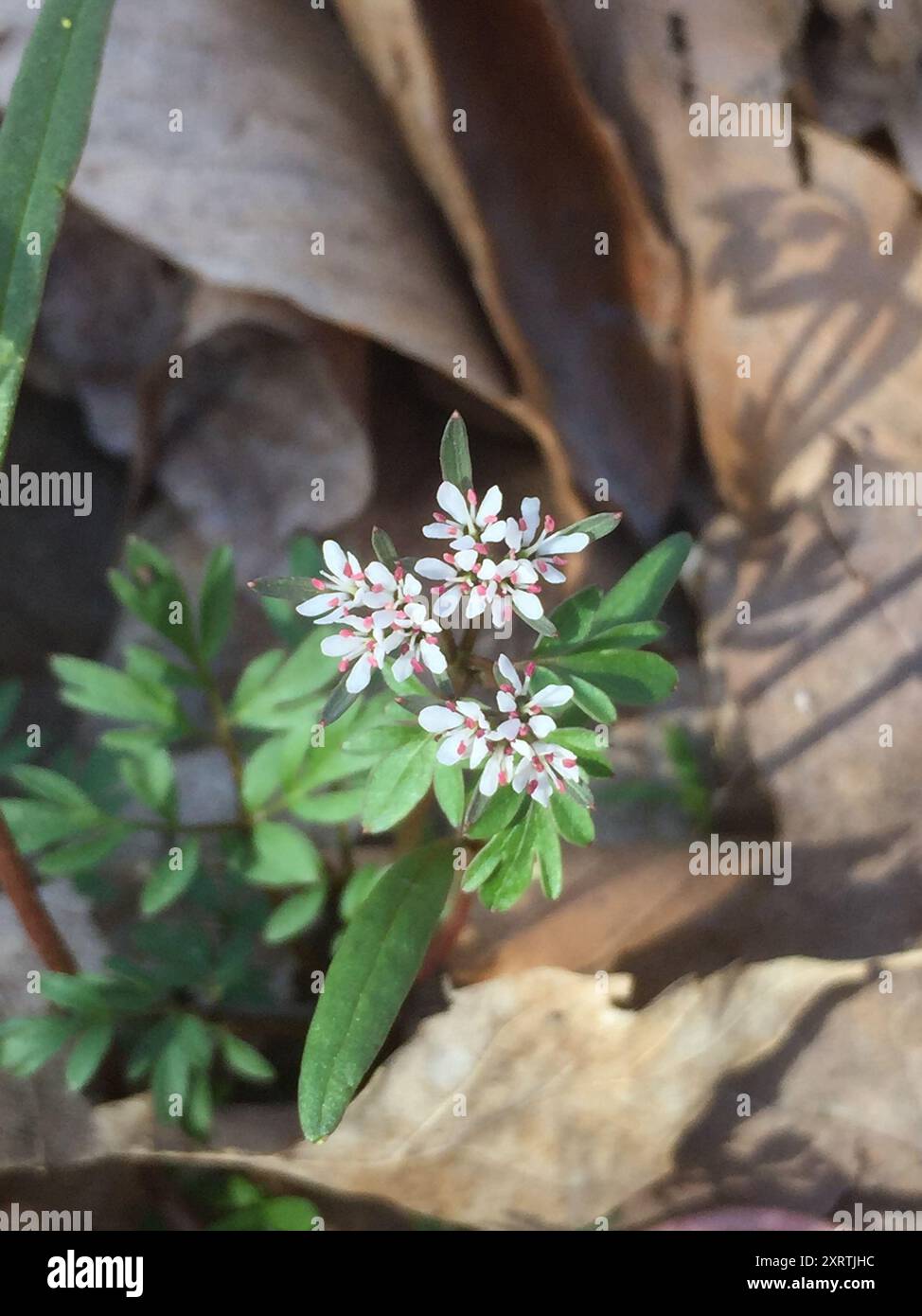 harbinger of spring (Erigenia bulbosa) Plantae Stock Photo - Alamy