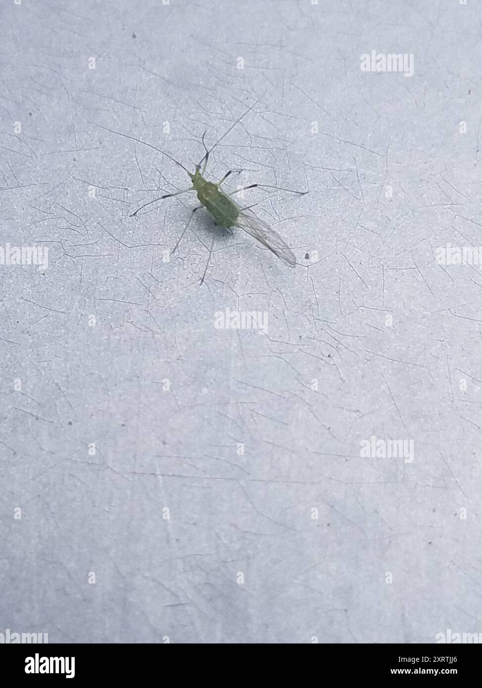 Aphids (Aphididae) Insecta Stock Photo - Alamy