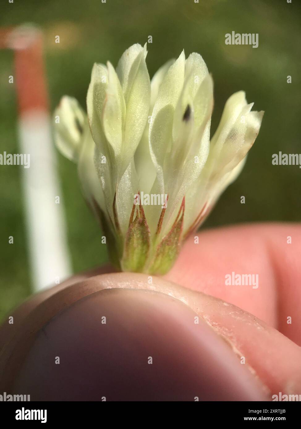 bull clover (Trifolium fucatum) Plantae Stock Photo - Alamy
