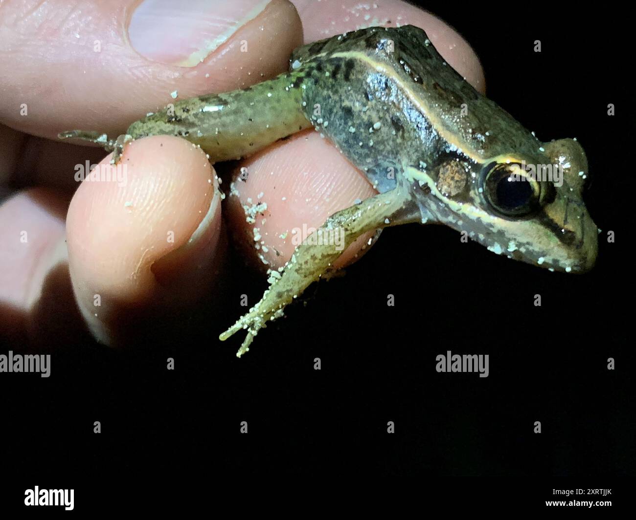 Lithobates brownorum hi-res stock photography and images - Alamy