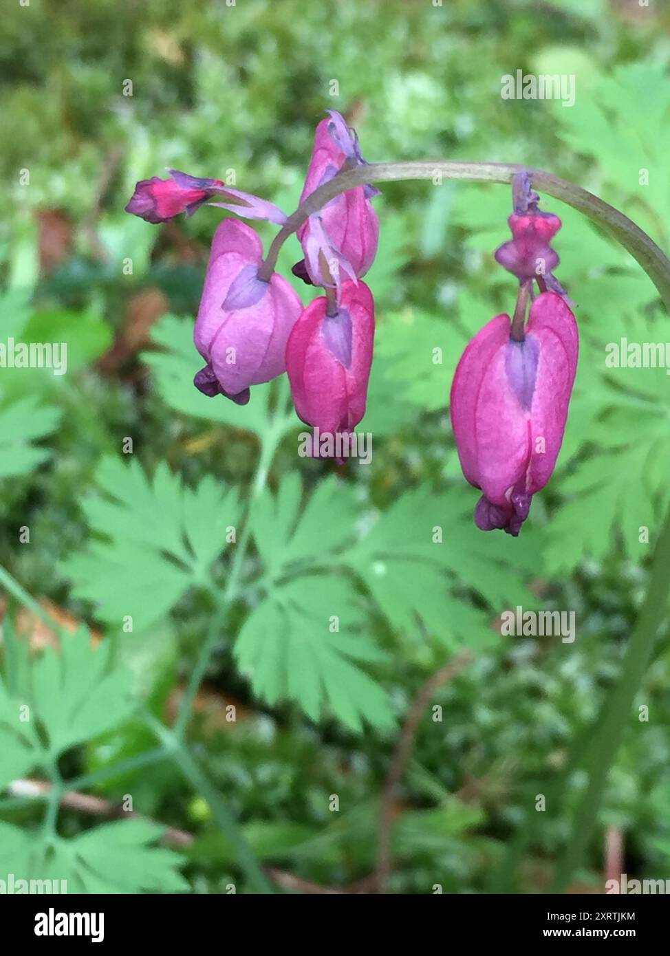 Pacific Bleeding Heart (Dicentra formosa) Plantae Stock Photo - Alamy