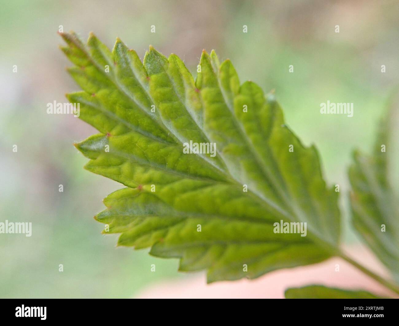whitebark raspberry (Rubus leucodermis) Plantae Stock Photo - Alamy