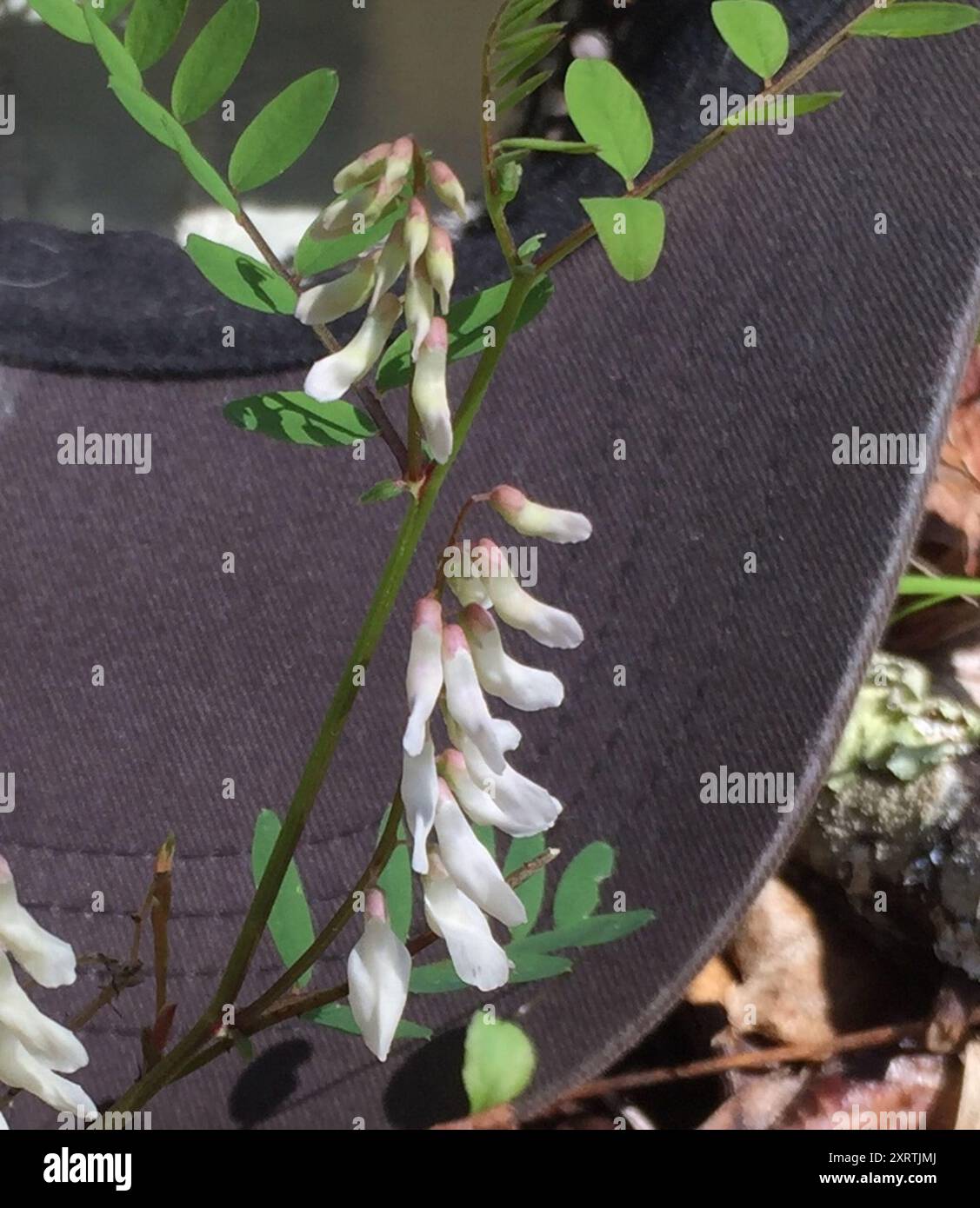 Carolina Vetch (Vicia caroliniana) Plantae Stock Photo - Alamy