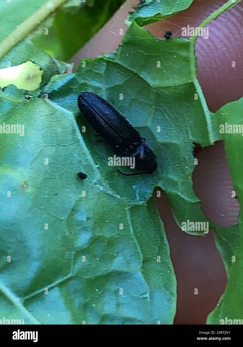 (Limonius minutus) Insecta Stock Photo - Alamy
