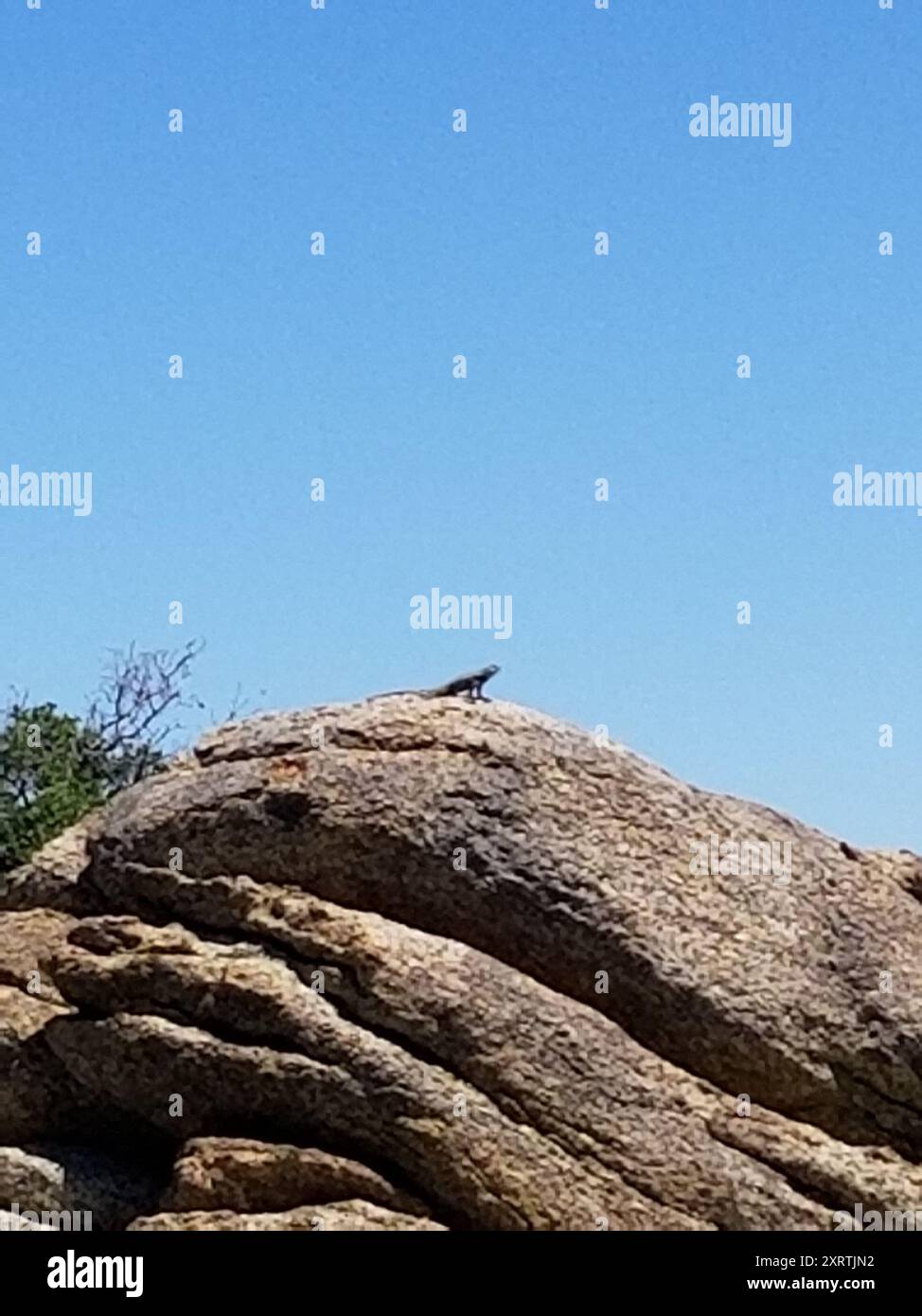 Desert Spiny Lizard (Sceloporus magister) Reptilia Stock Photo - Alamy