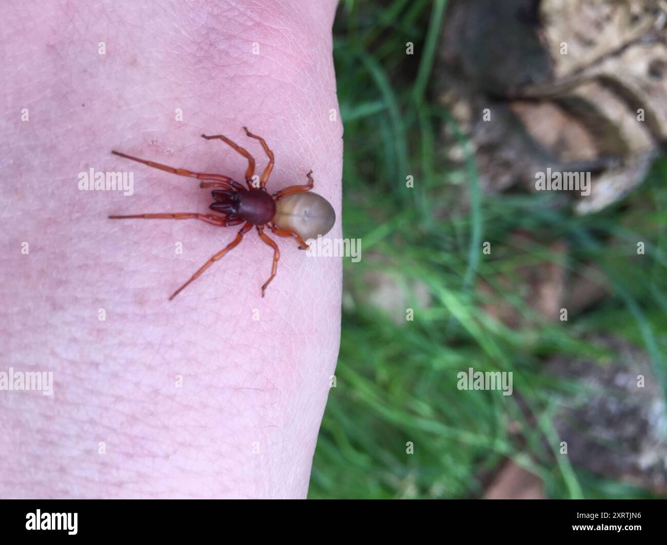 Woodlouse Spider (Dysdera crocata) Arachnida Stock Photo - Alamy