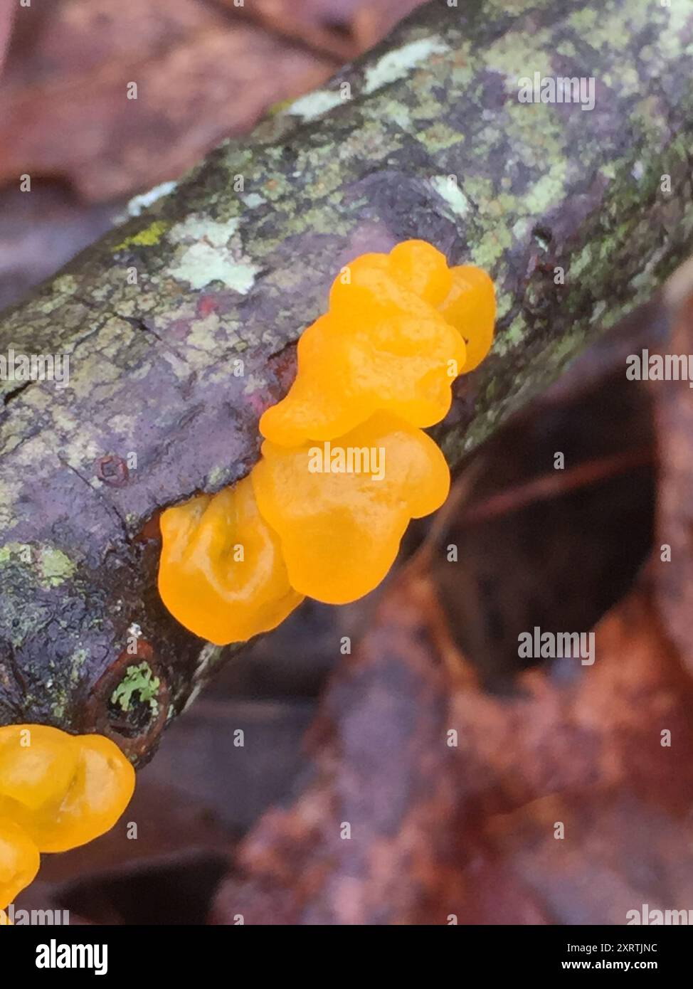 golden ear (Naematelia aurantia) Fungi Stock Photo - Alamy