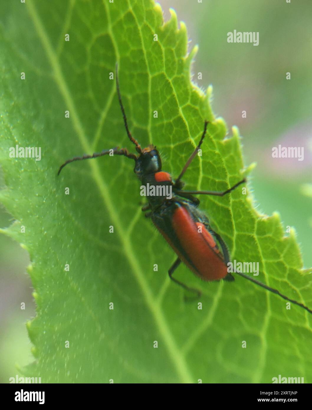 (Malachius stolatus) Insecta Stock Photo - Alamy