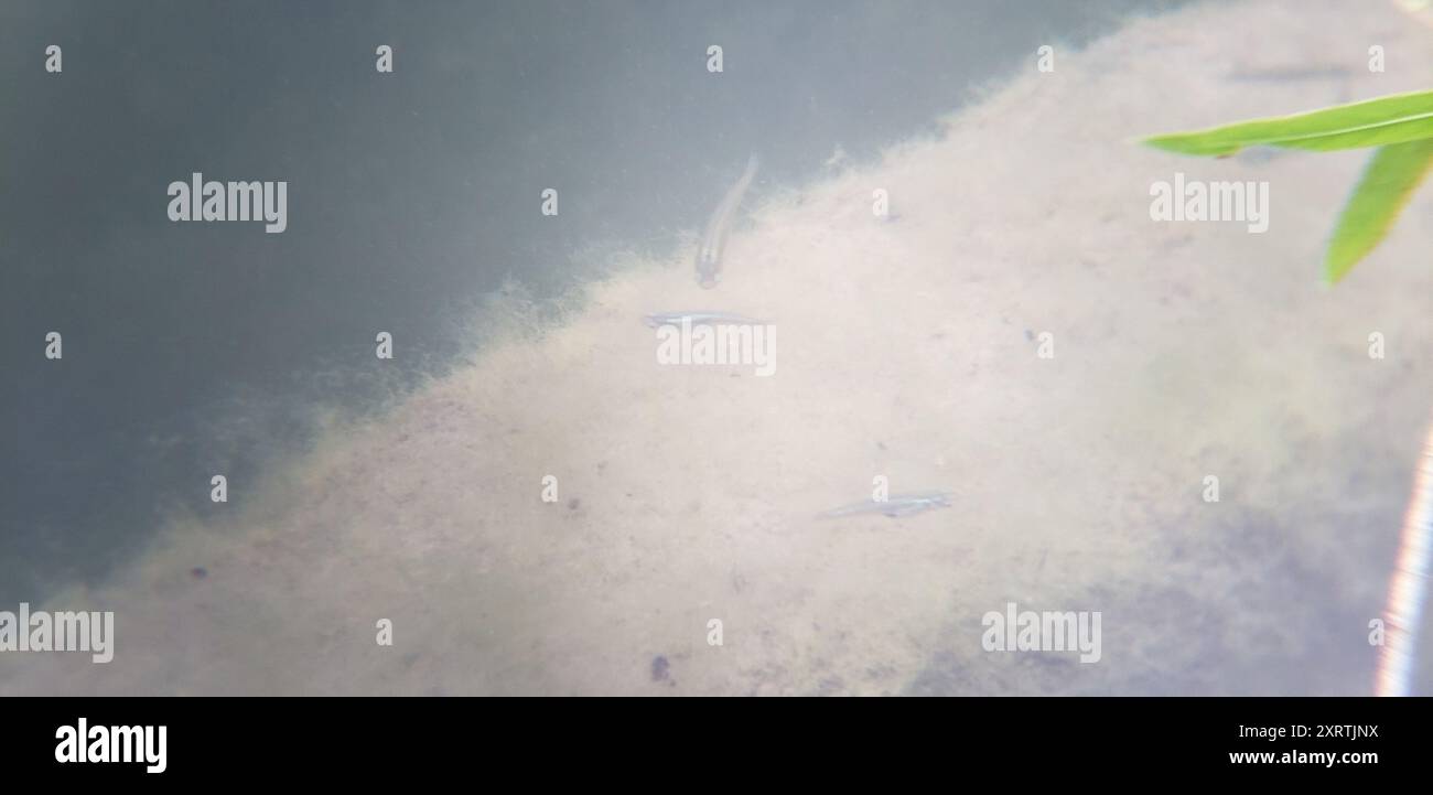 Western Mosquitofish (Gambusia affinis) Actinopterygii Stock Photo - Alamy