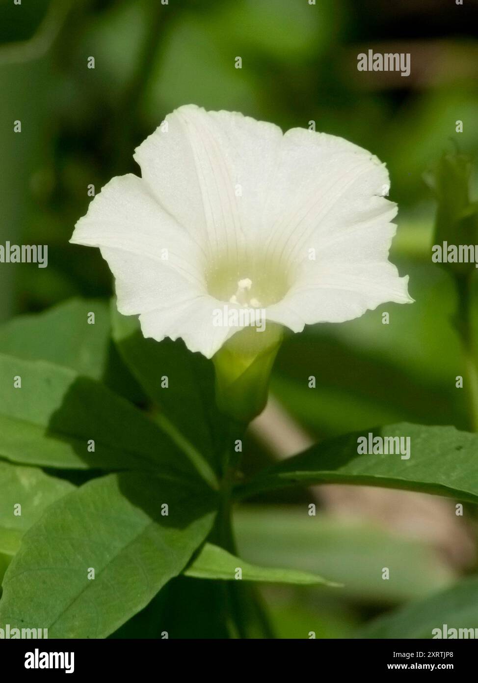 Rock Rosemary (Distimake quinquefolius) Plantae Stock Photo - Alamy