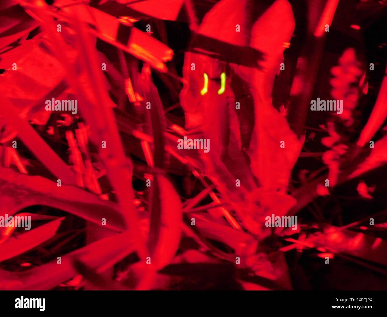 Headlight Beetles (Pyrophorini) Insecta Stock Photo - Alamy