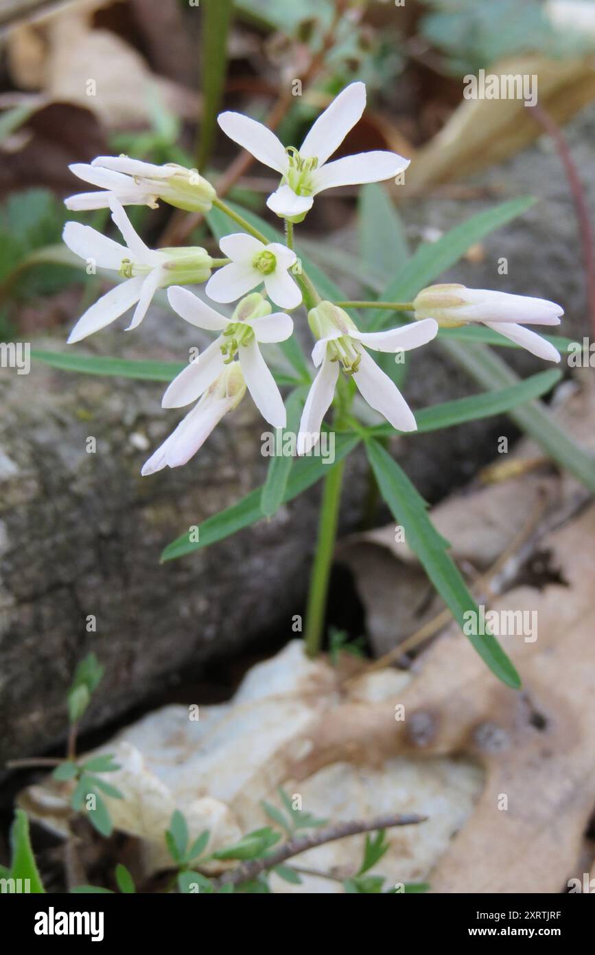 cut-leaved toothwort (Cardamine concatenata) Plantae Stock Photo - Alamy
