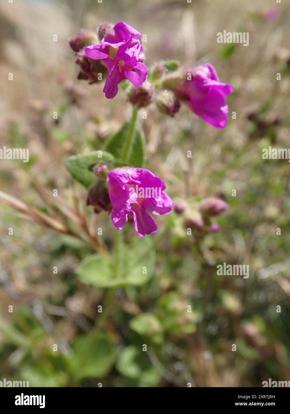 Wishbone Bush (Mirabilis laevis) Plantae Stock Photo - Alamy