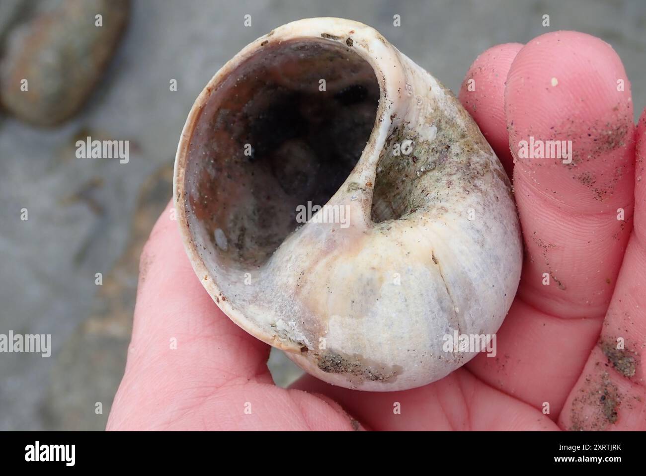 Northern Moonsnail (Euspira heros) Mollusca Stock Photo - Alamy