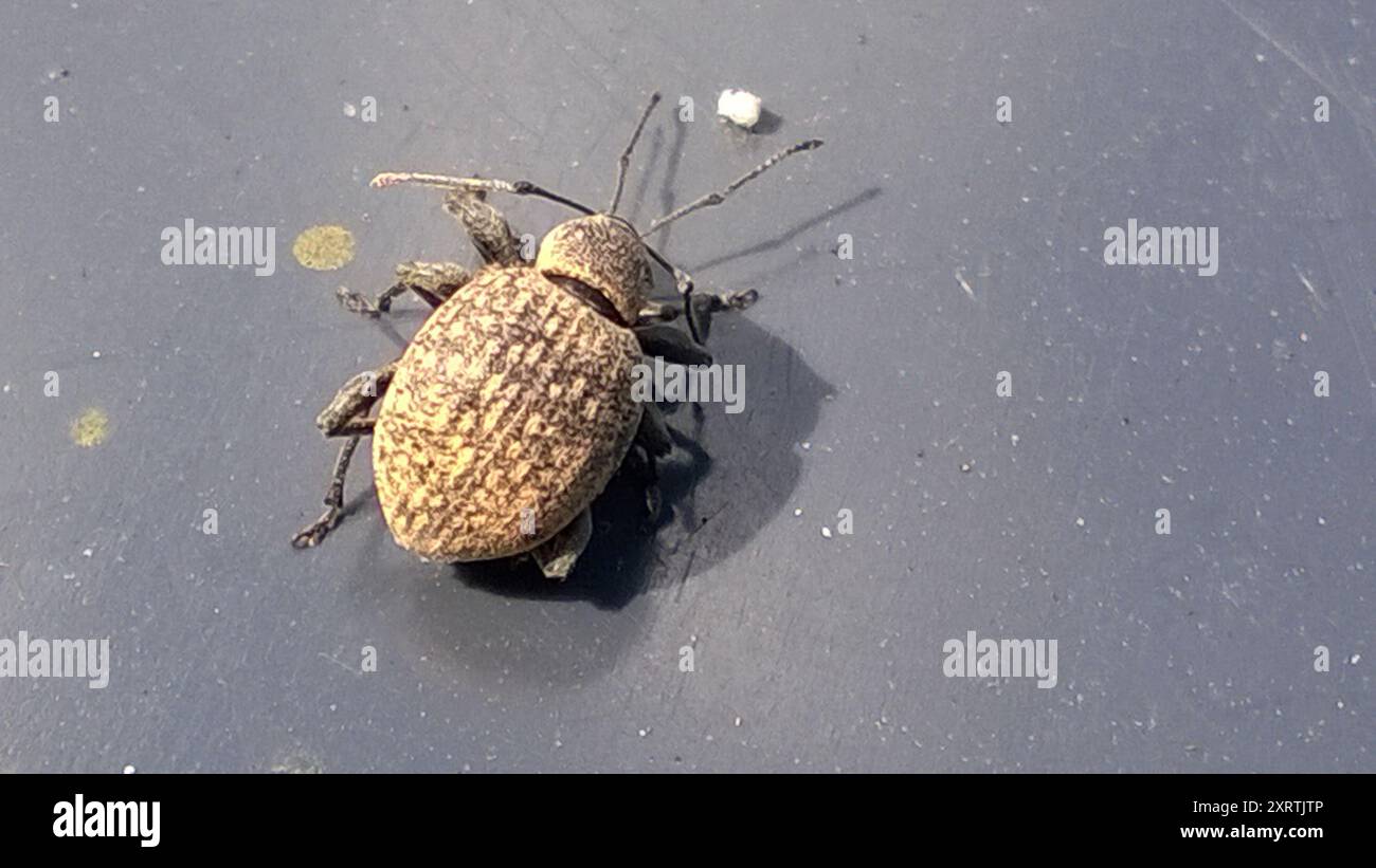 Armadillo Weevil (Otiorhynchus armadillo) Insecta Stock Photo - Alamy