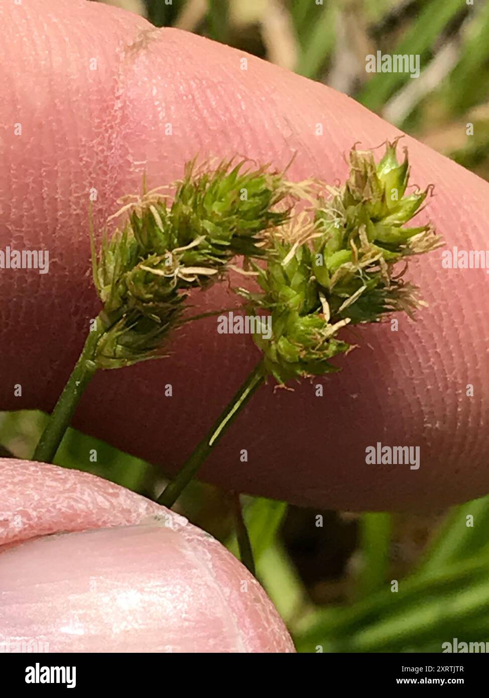 fox sedge (Carex vulpinoidea) Plantae Stock Photo - Alamy